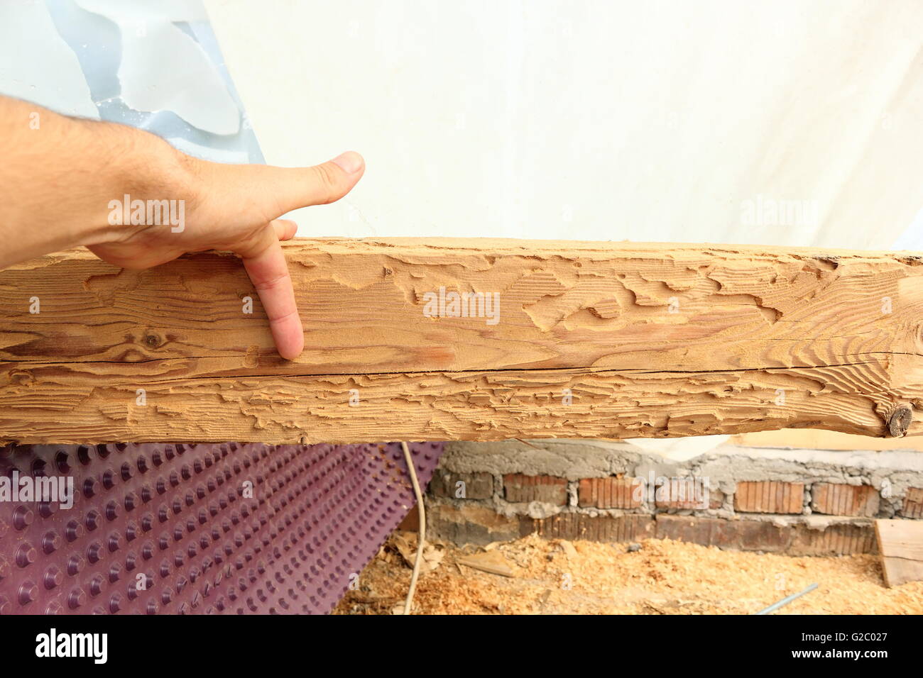 old fir wooden beam showing insect attack, Hylotrupes bajulus, the ...
