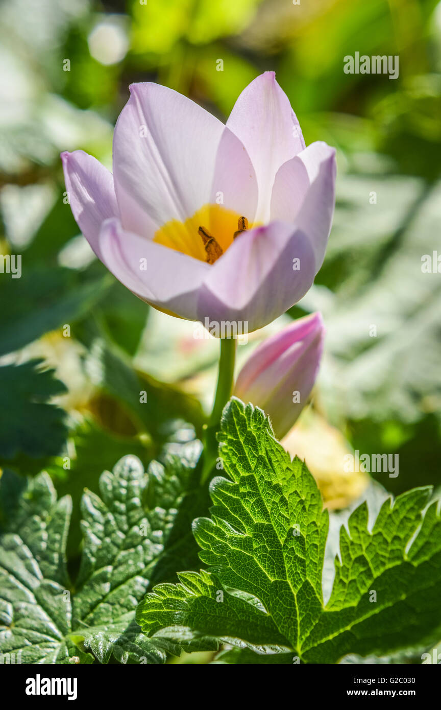 pink and yellow dwarf tulips Stock Photo - Alamy