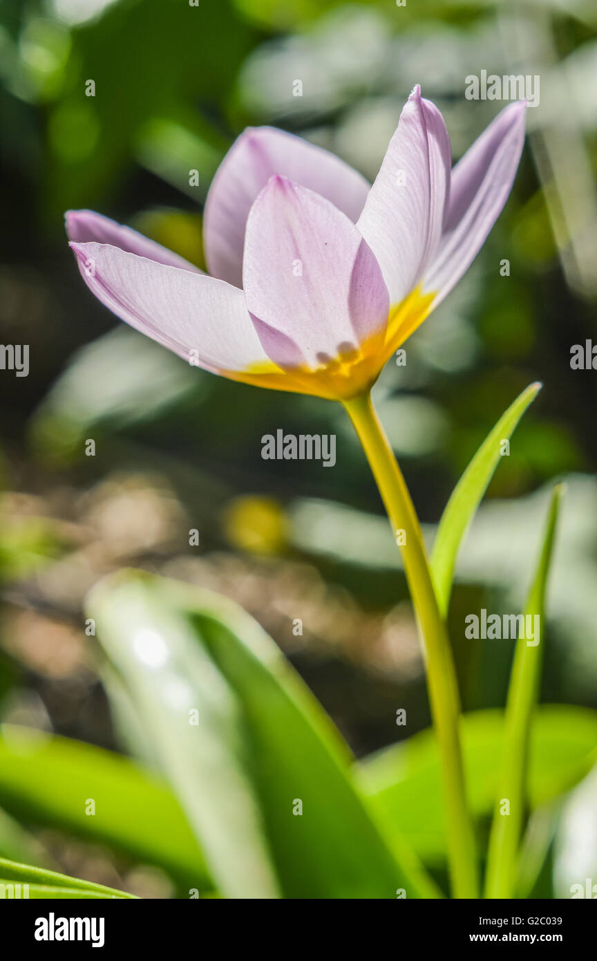 pink and yellow dwarf tulips profile view Stock Photo - Alamy