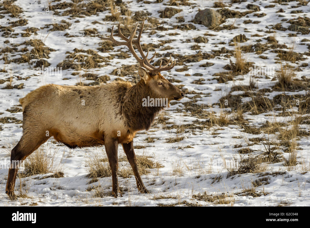 Bull Elk Yellowstone National Park USA Stock Photo - Alamy