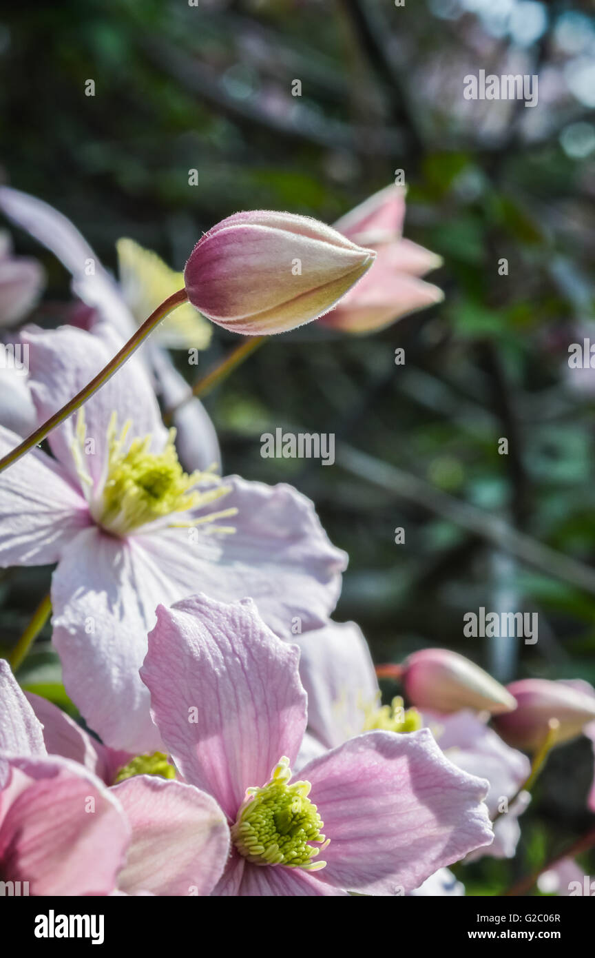 blossoms of Clematis montana with buds Stock Photo - Alamy