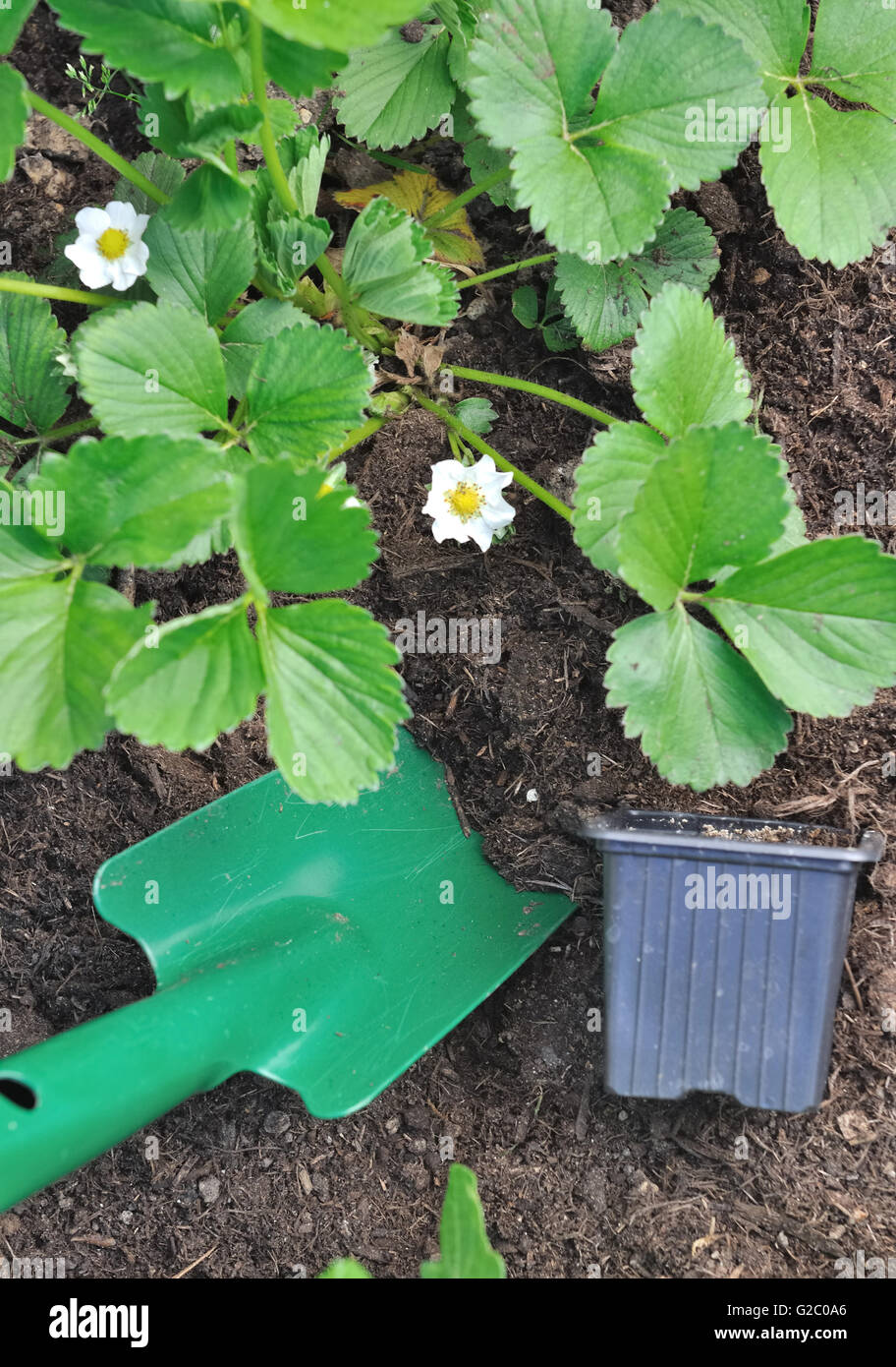 Plant tool hi-res stock photography and images - Alamy