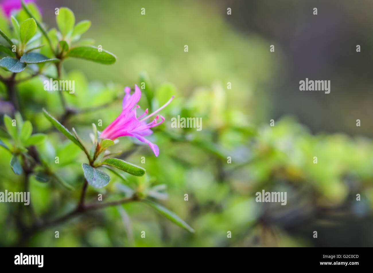 twig with pink azalea flower Stock Photo - Alamy