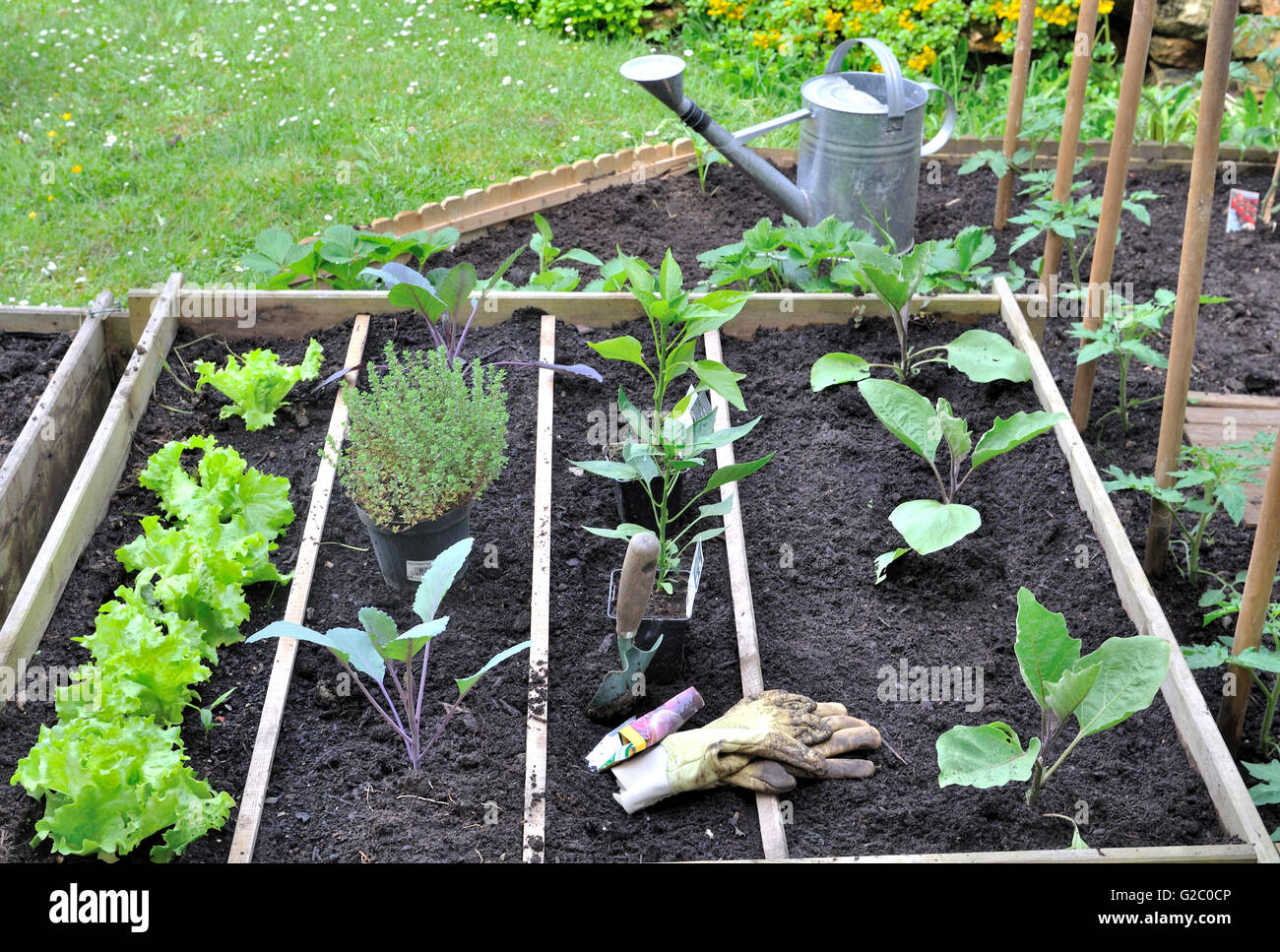 plantation of seedlings in a vegetable patch Stock Photo - Alamy