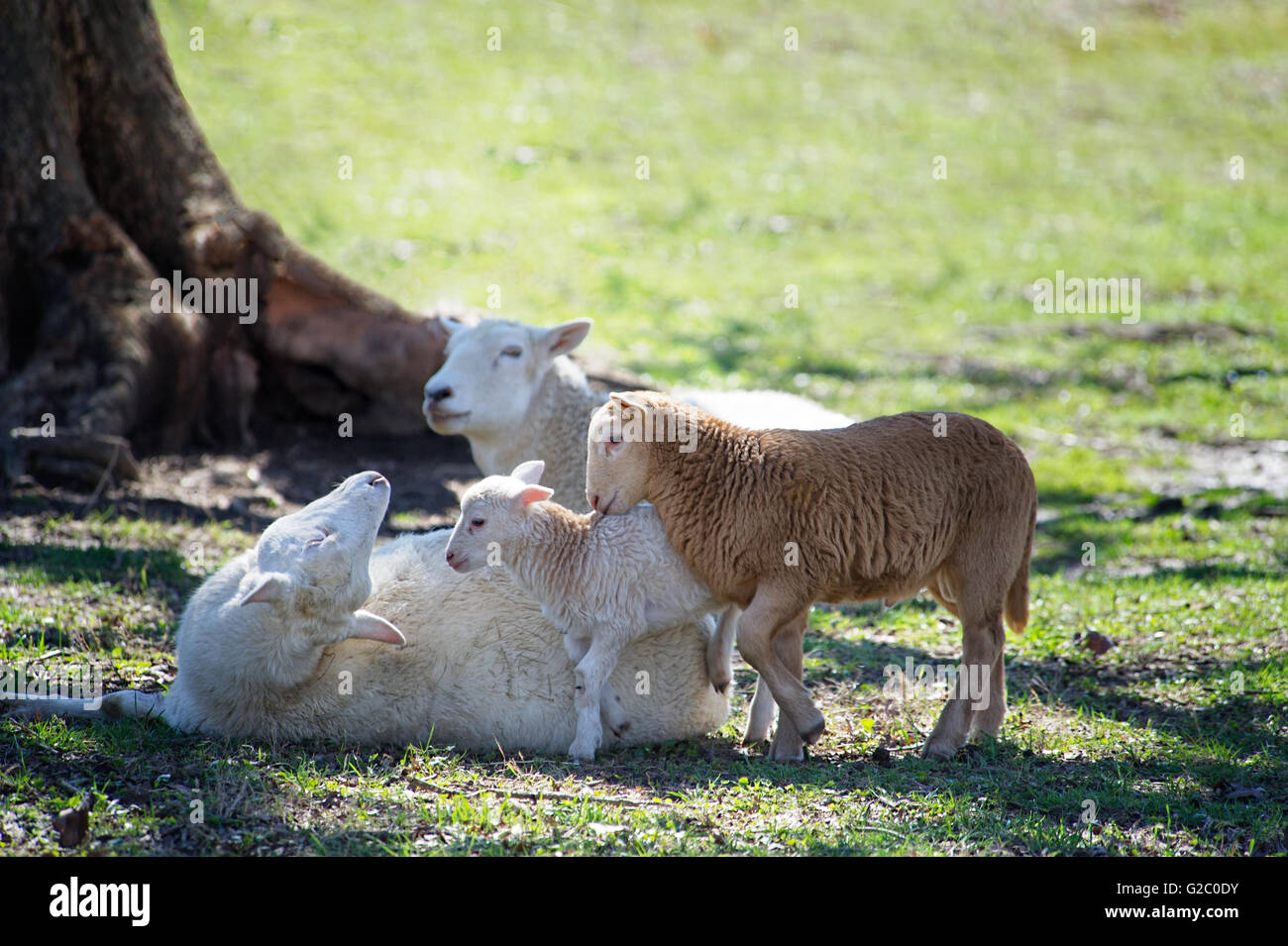 Family of Sheep in the Shade Stock Photo - Alamy