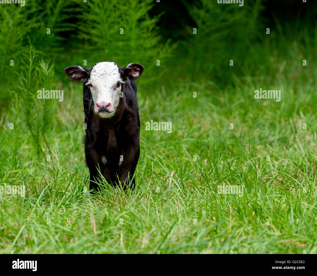 Holstein calf standing in hi-res stock photography and images - Alamy