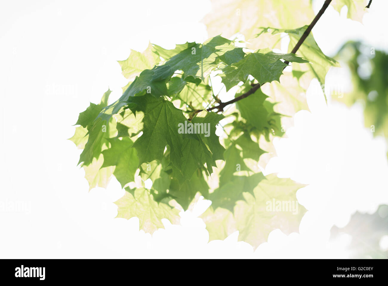 green maple tree leaves in sun light Stock Photo - Alamy