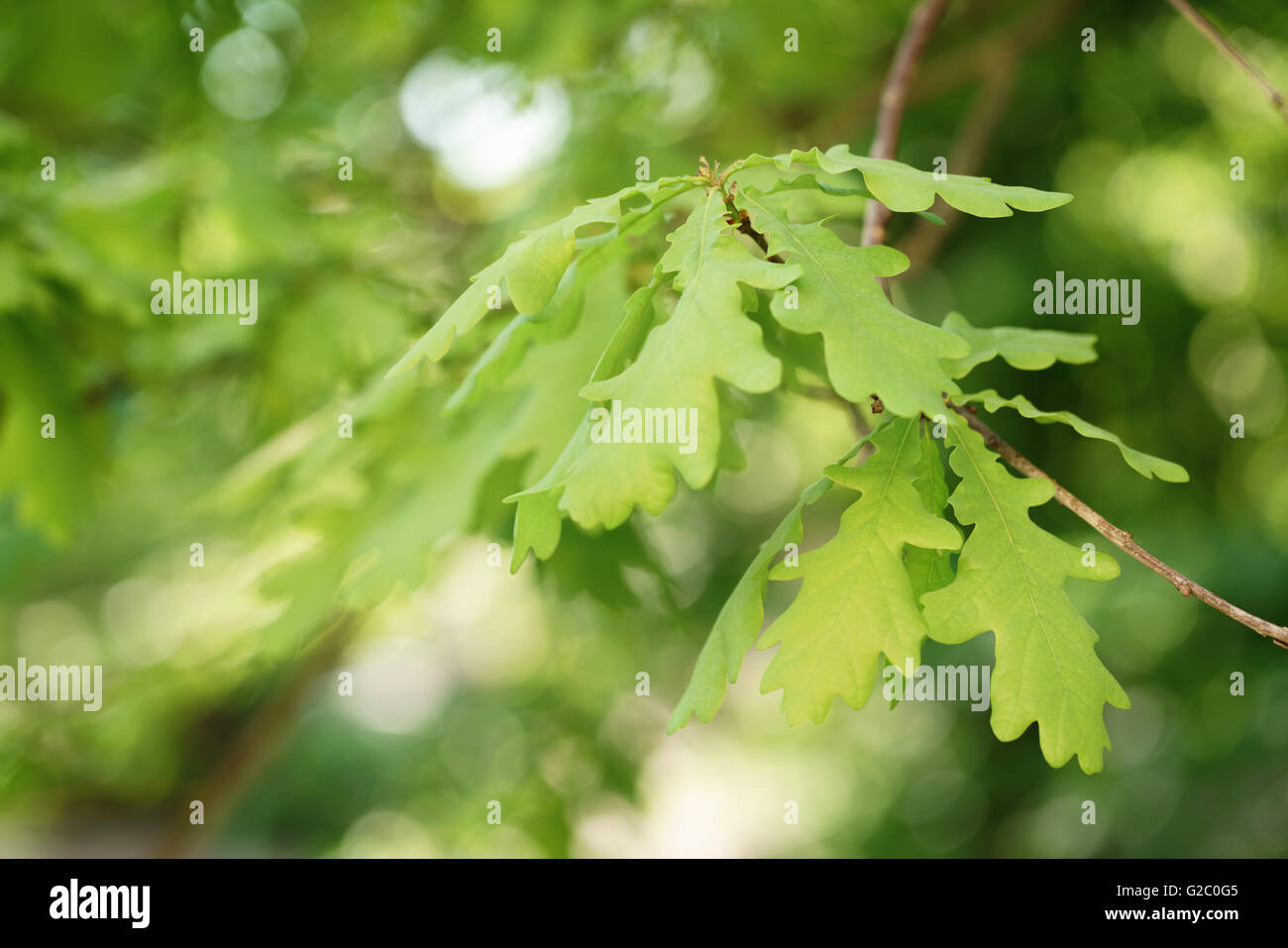 young oak leaves in spring sunny day Stock Photo - Alamy