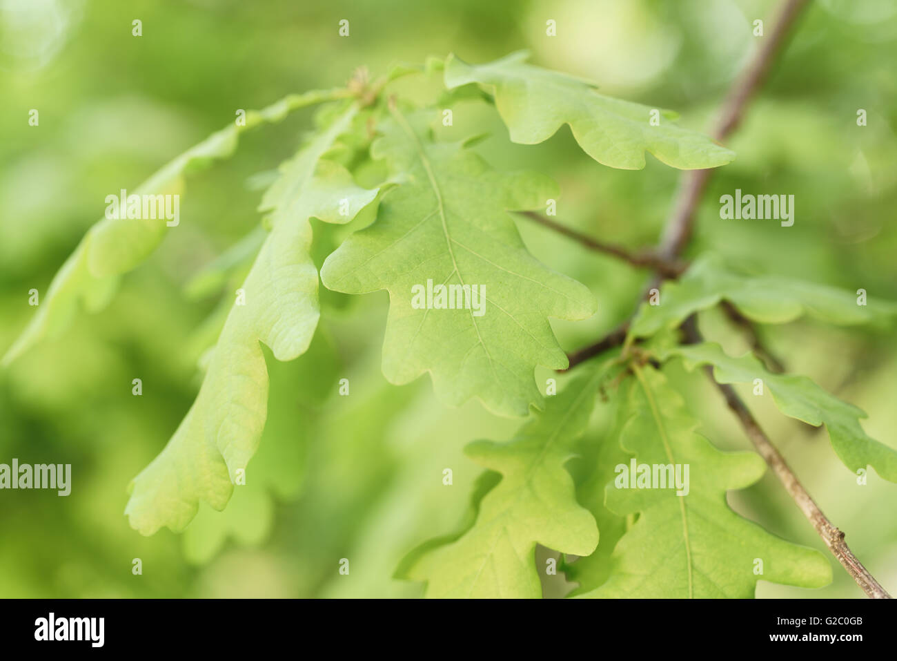 young oak leaves in spring sunny day Stock Photo - Alamy