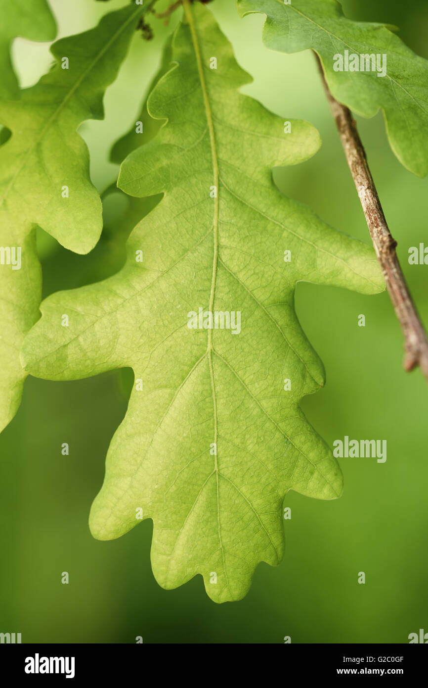 young oak leaves in spring sunny day Stock Photo - Alamy