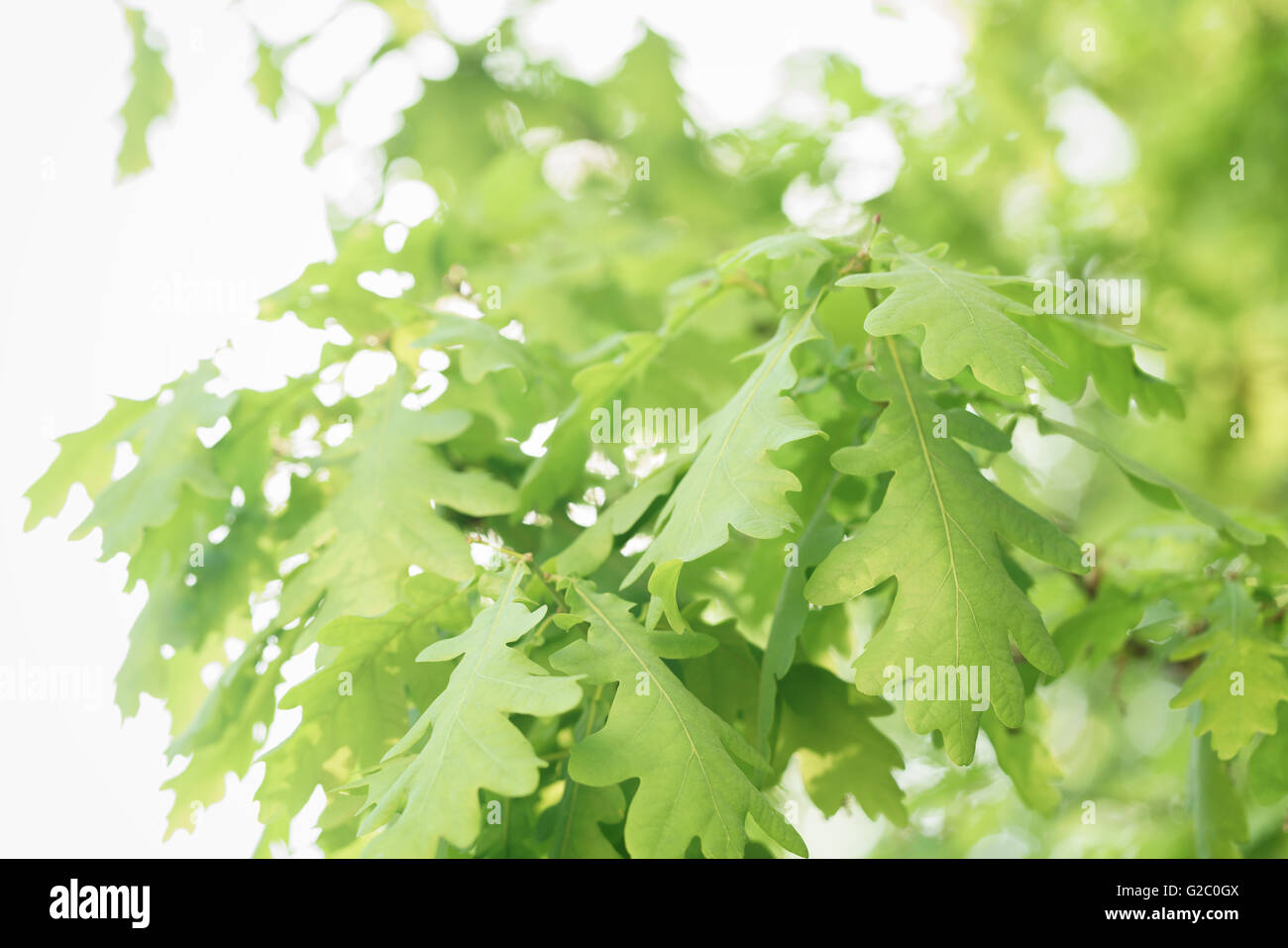 young oak leaves in spring sunny day Stock Photo - Alamy