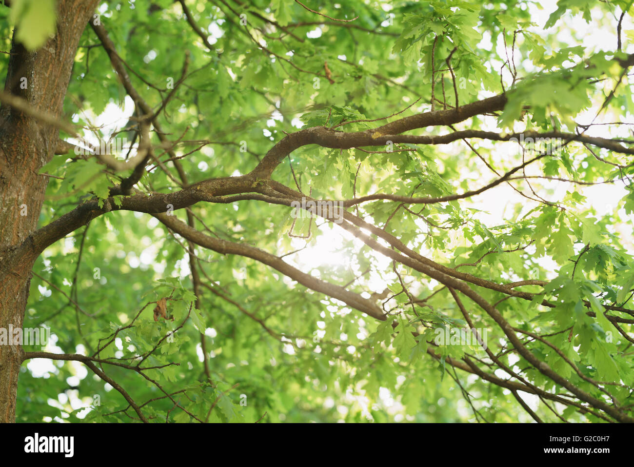 Oak tree in spring sunshine hi-res stock photography and images - Alamy