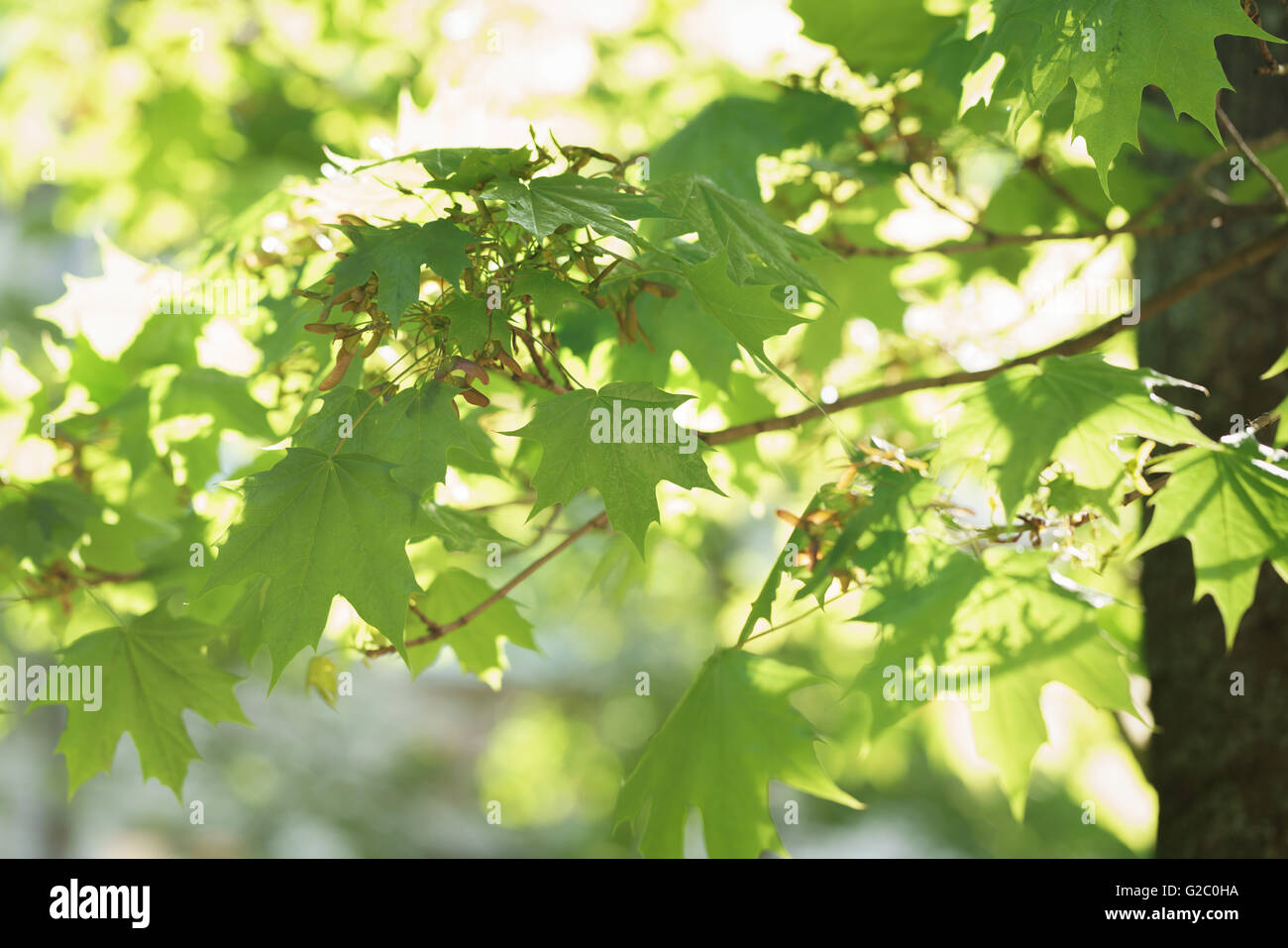 green maple tree leaves in sun light Stock Photo - Alamy