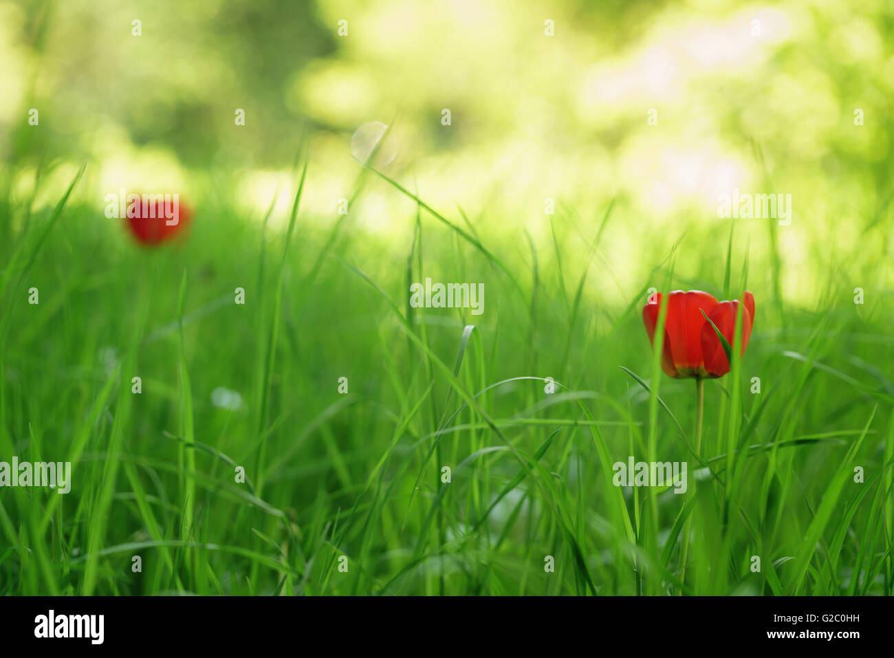 Green spring hi-res stock photography and images - Alamy