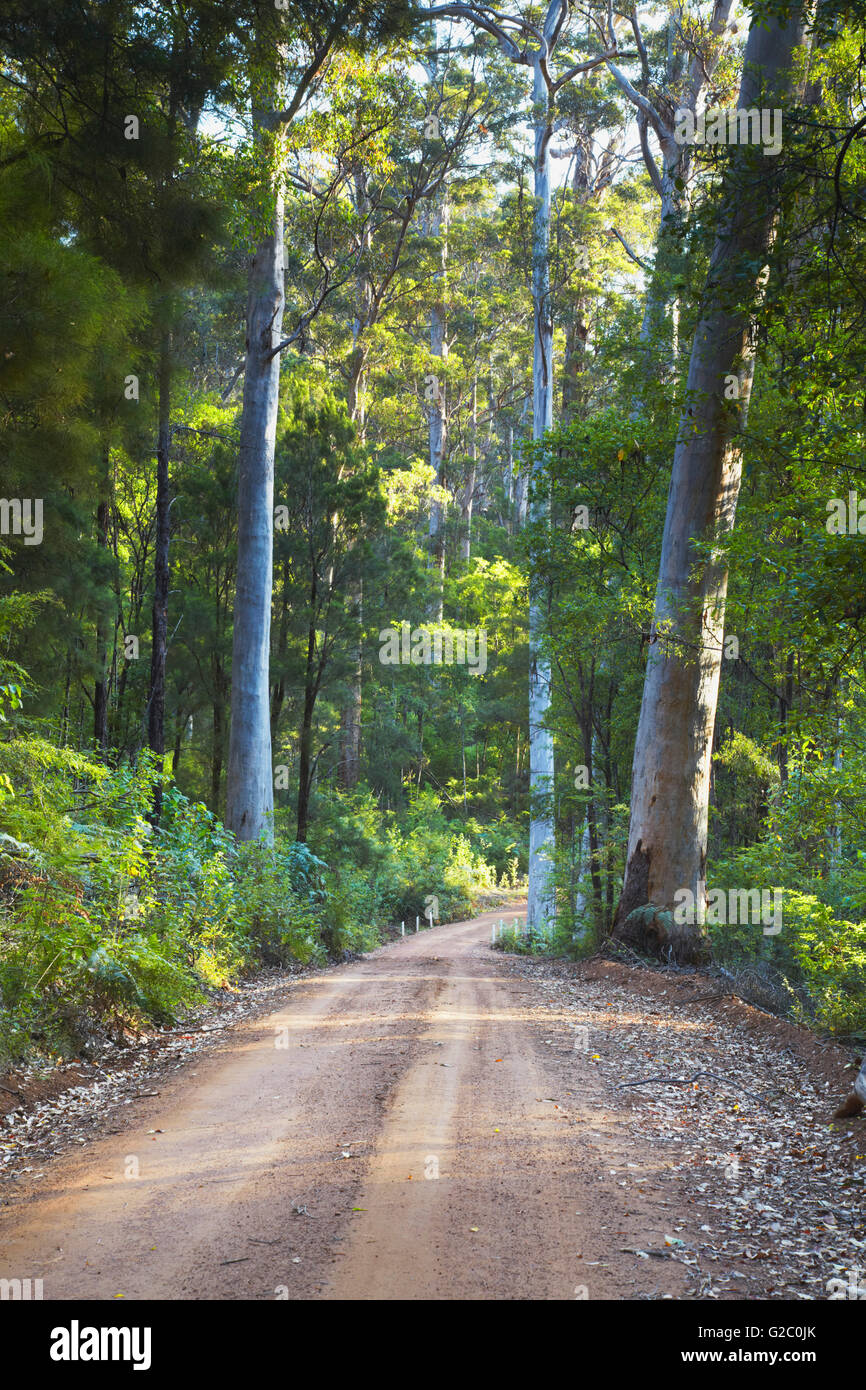 Warren National Park, Pemberton, Western Australia, Australia Stock ...
