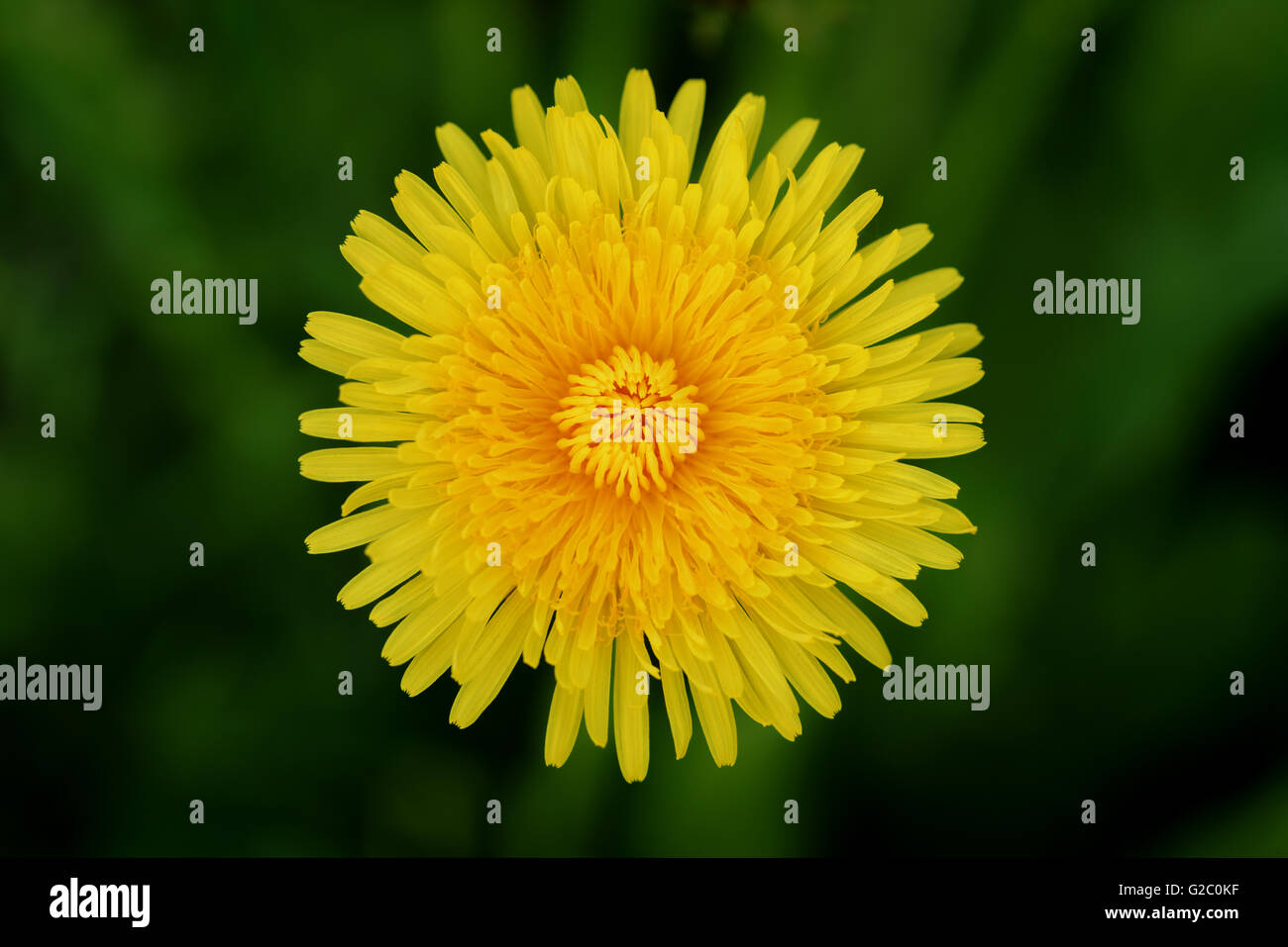 Top view up close hi-res stock photography and images - Alamy