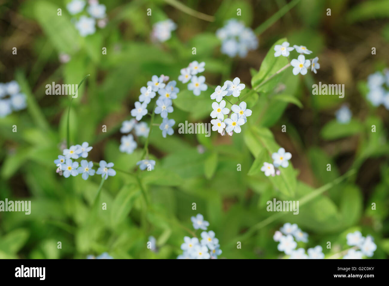 forget me not flowers in spring sunny day Stock Photo - Alamy