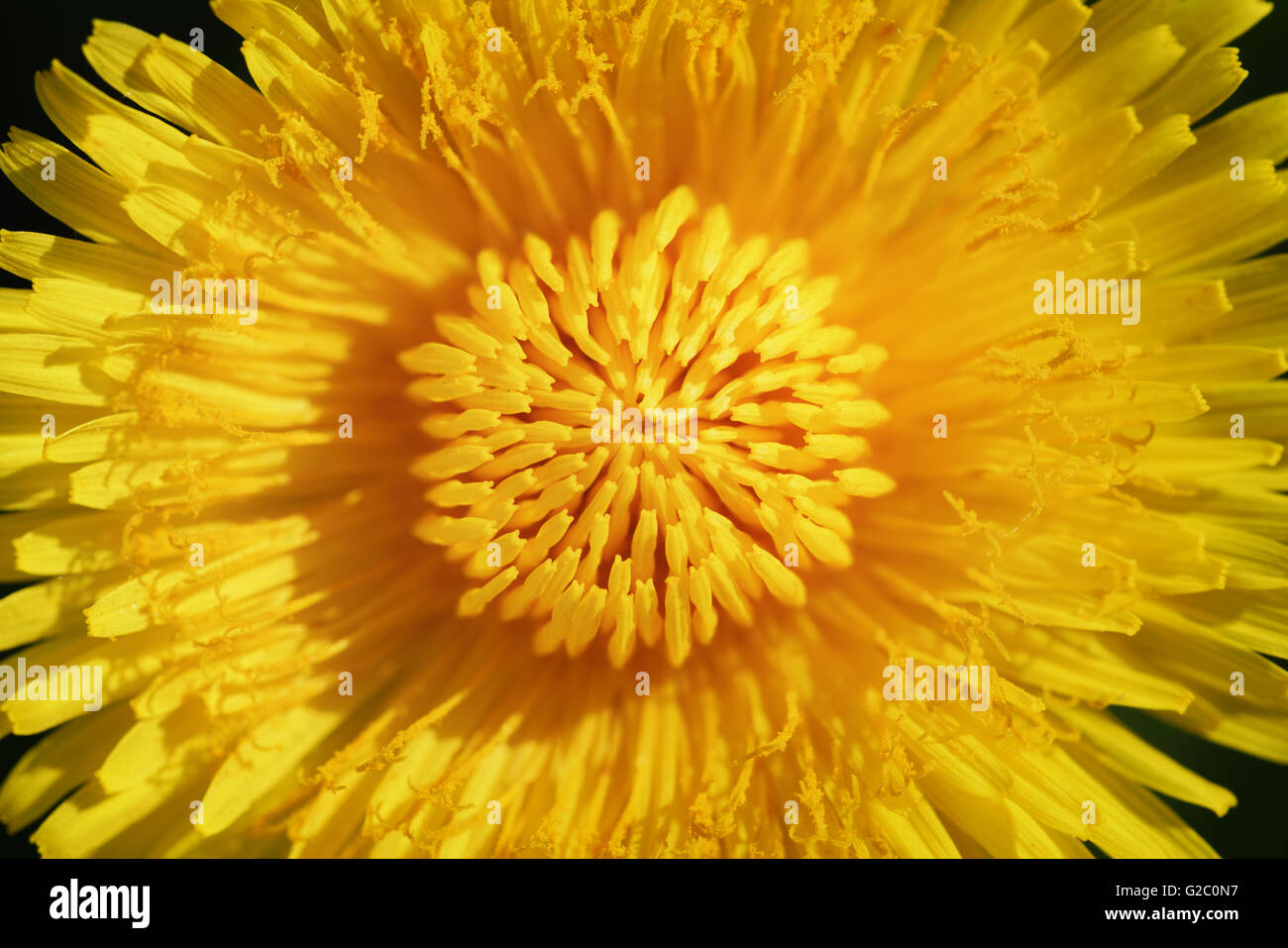 top view of bright yellow dandelion Stock Photo - Alamy