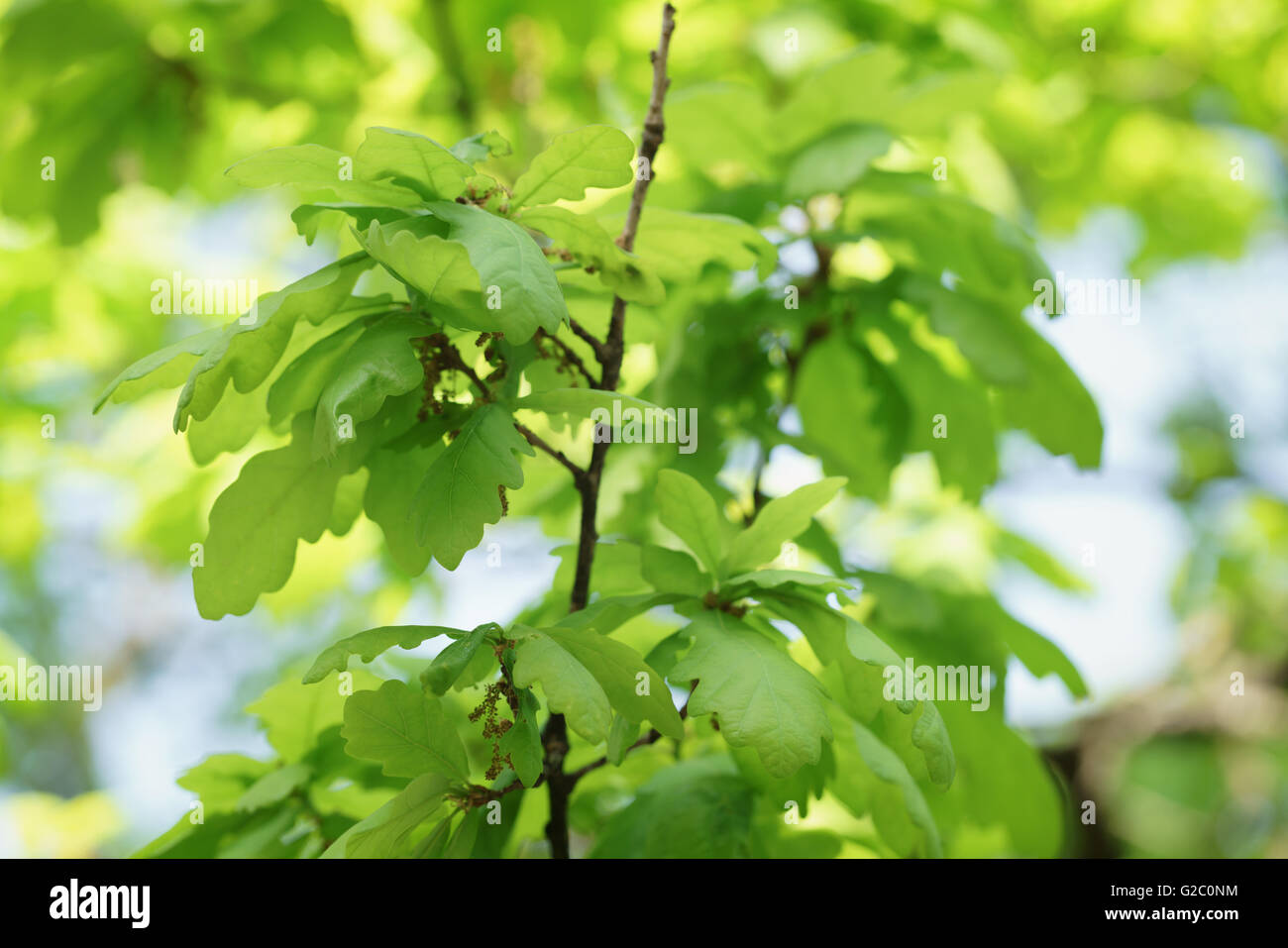 Young deciduous tree in spring with new green leaves hi-res stock ...