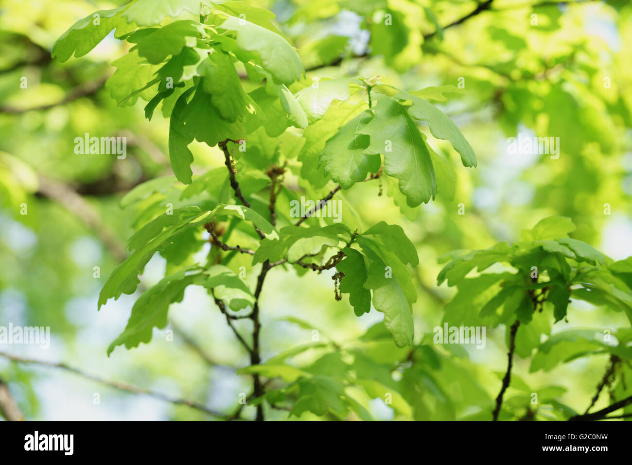 young oak leaves in spring sunny day Stock Photo - Alamy