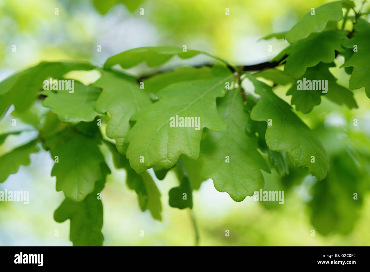 young oak leaves in spring sunny day Stock Photo - Alamy