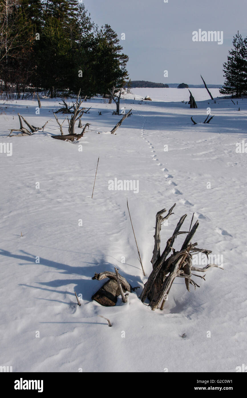 Weathered tree roots guard this narrow passage on Namakan Lake ...