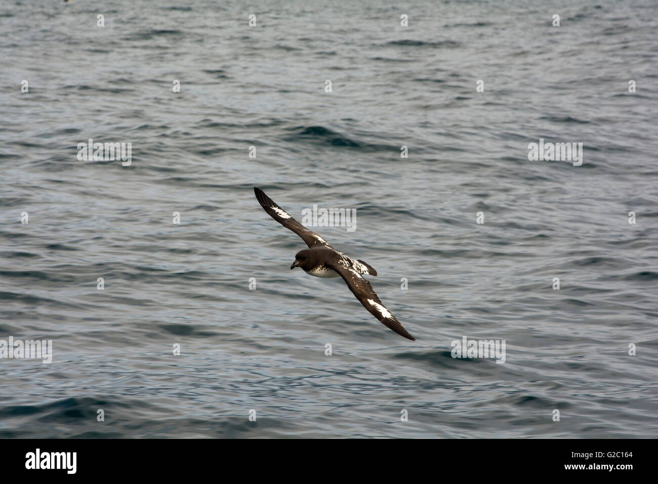 Cape Pigeon Stock Photos & Cape Pigeon Stock Images - Alamy