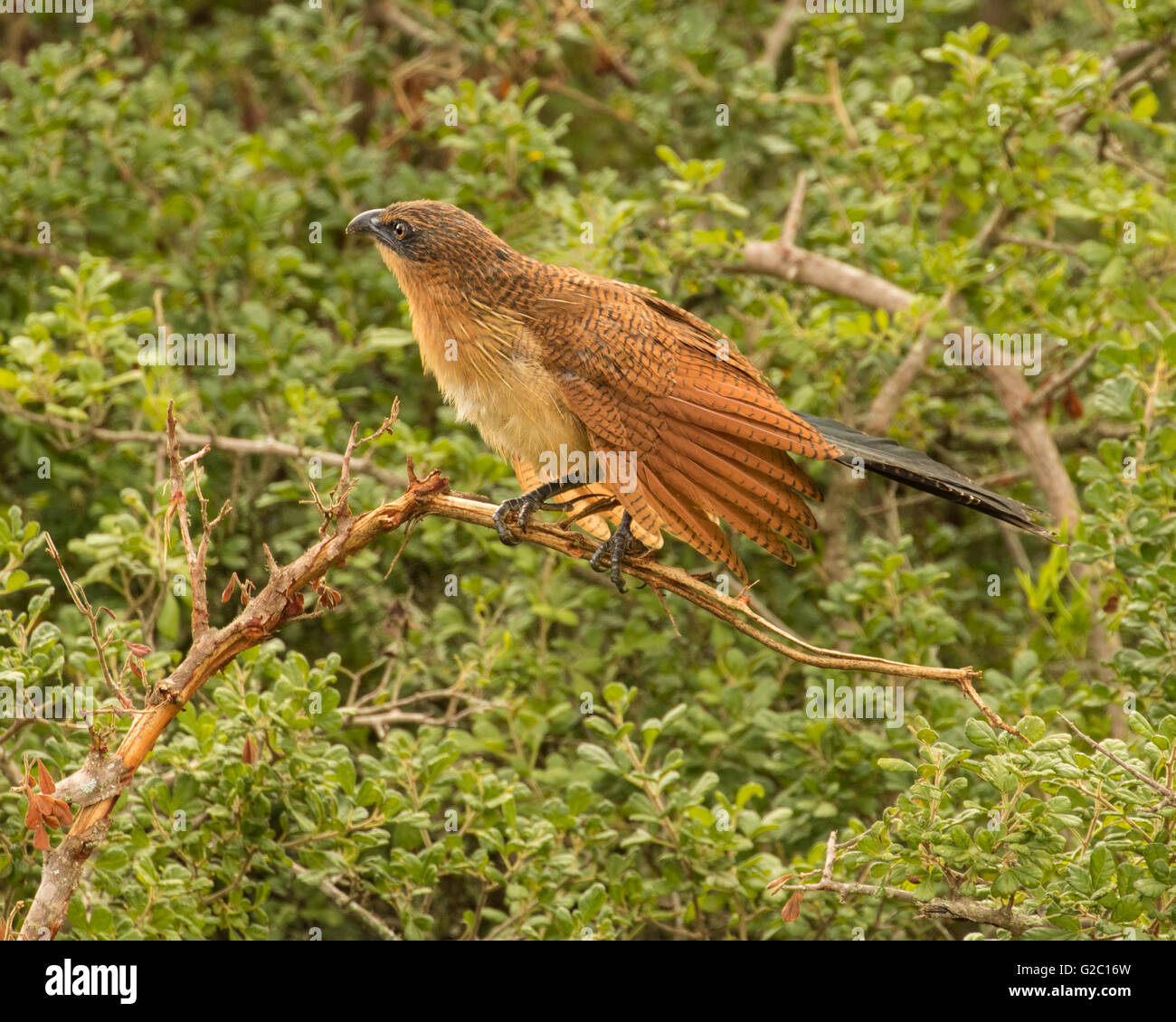 The White Browed Coucal (Centropus burchelli Stock Photo - Alamy