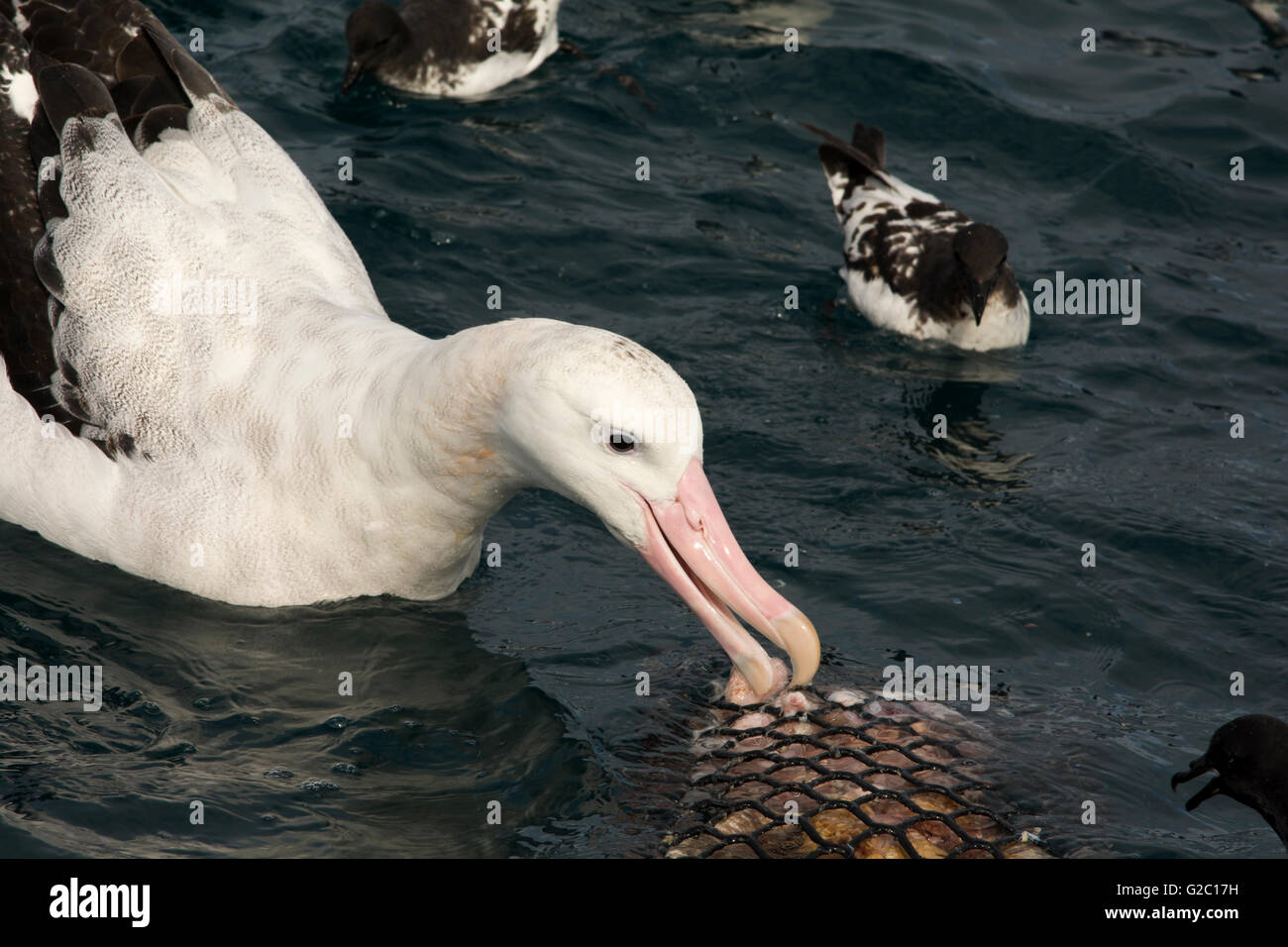 Albatross Encounter attract on the Pacific Ocean albatrosses and other ...