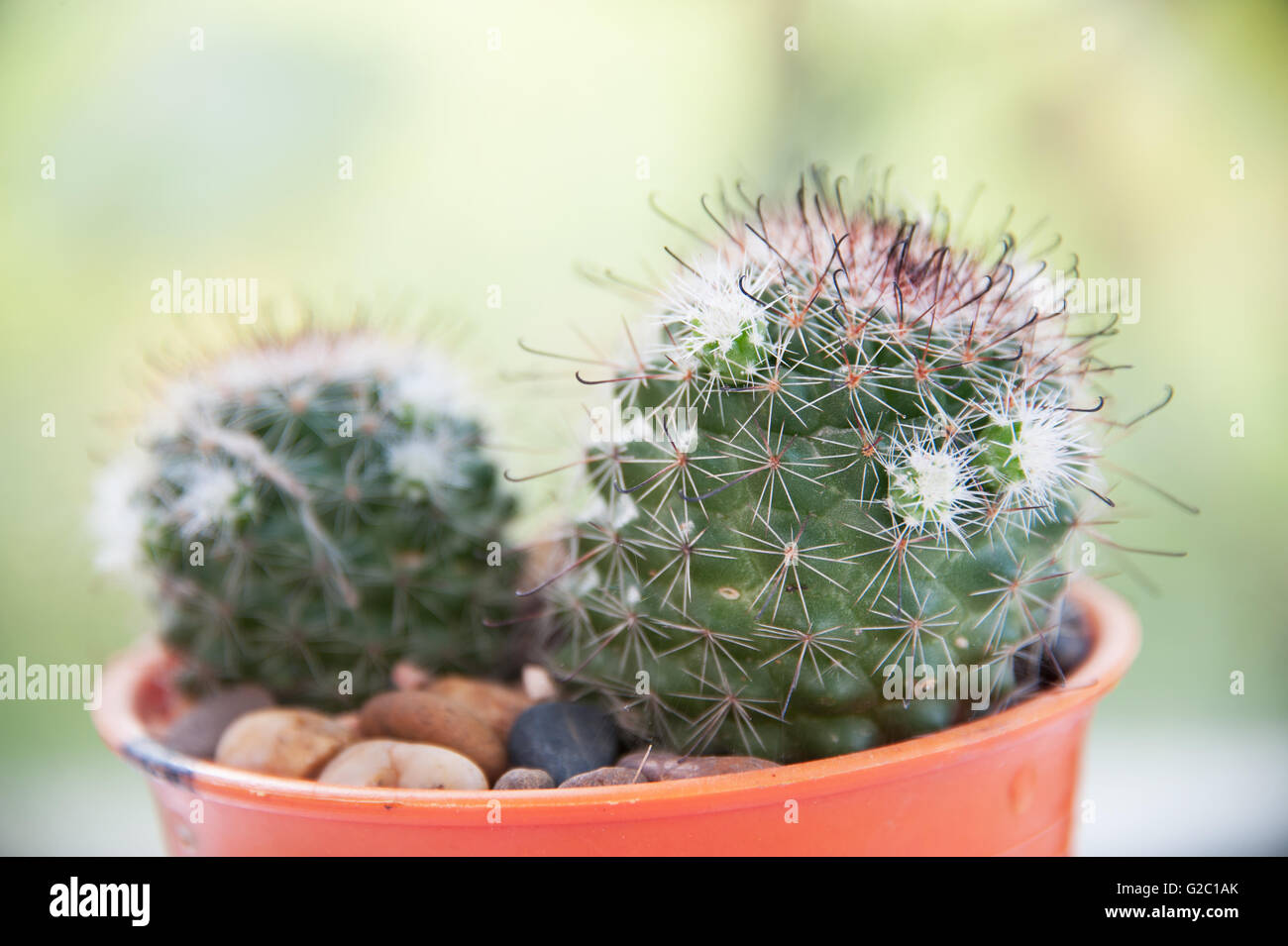 An Cactus in sunset light Stock Photo - Alamy