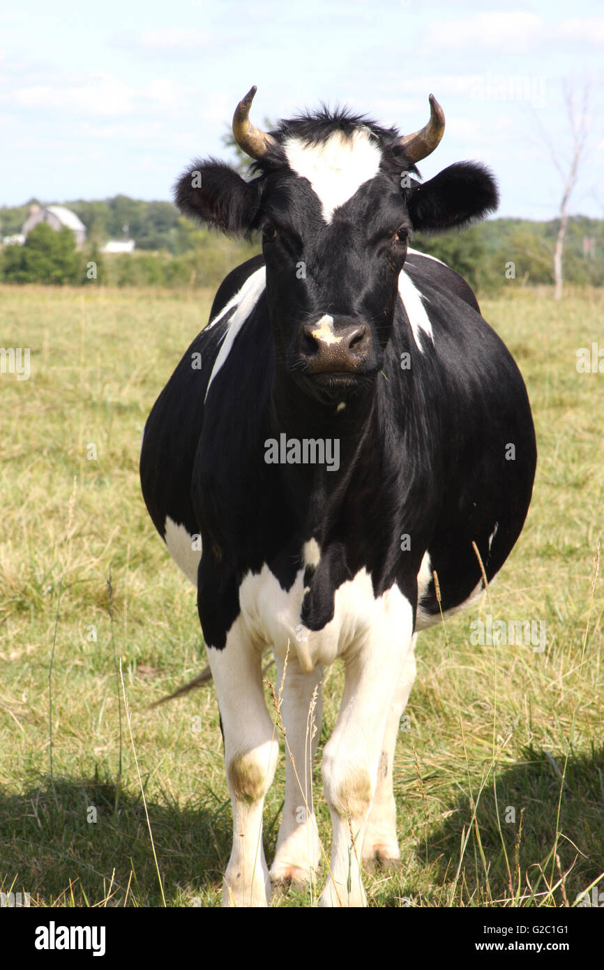 Holstein cow on a hay field Stock Photo - Alamy