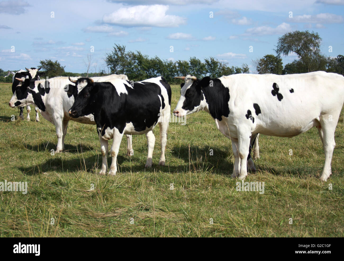 Holstein cows hi-res stock photography and images - Alamy