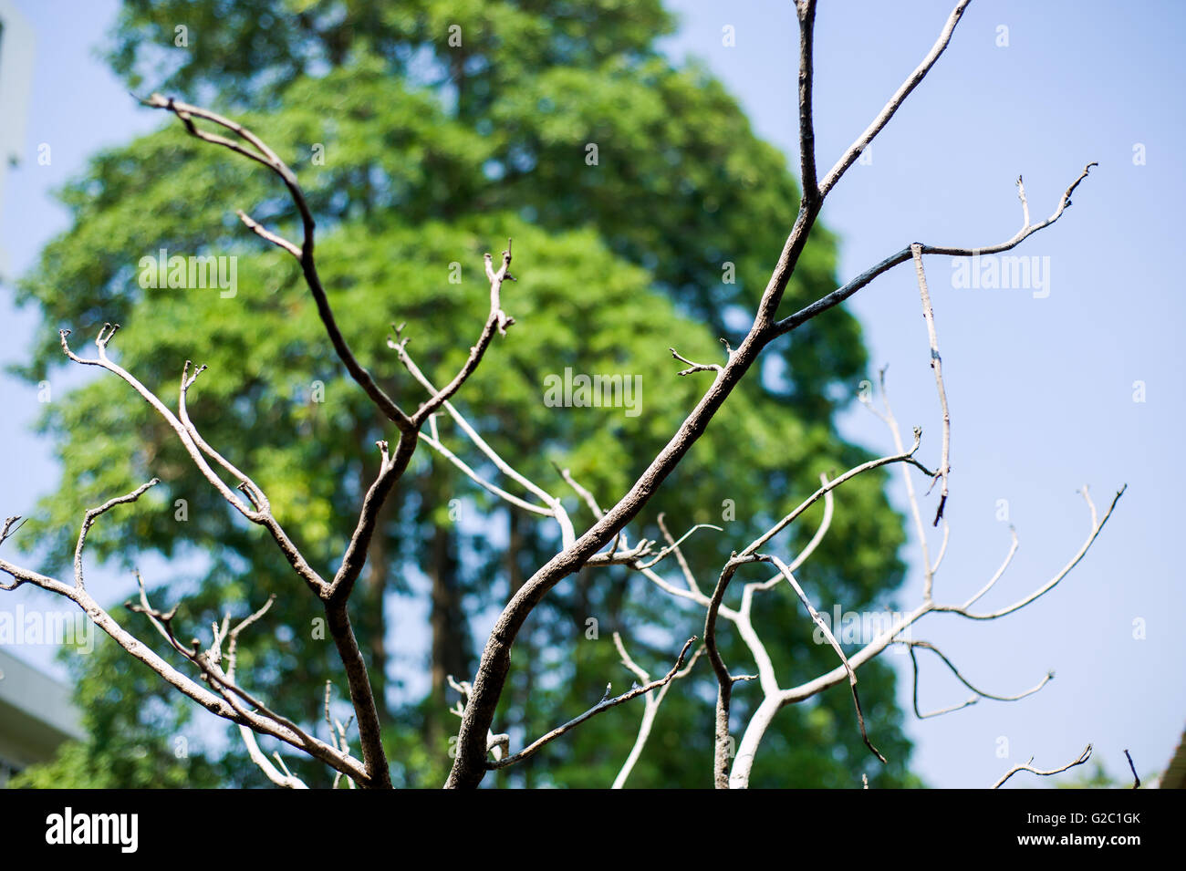 Dead tree in nature place Stock Photo - Alamy
