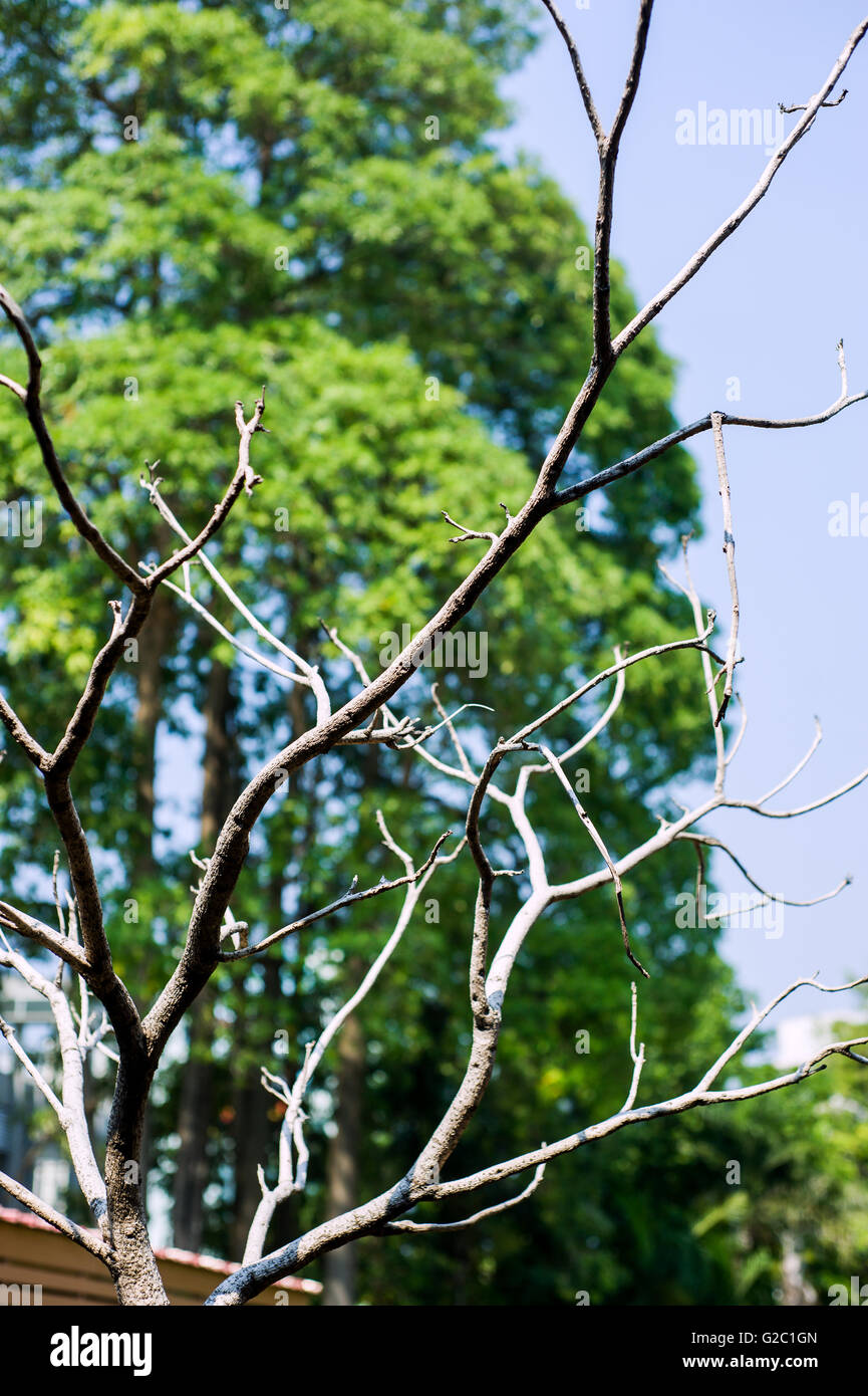 Dead tree in nature place Stock Photo - Alamy