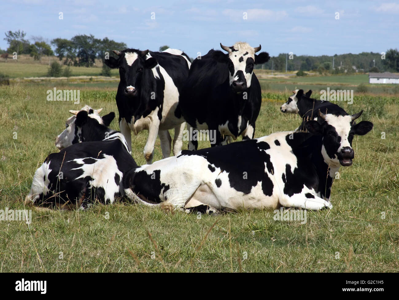 Holsteins hi-res stock photography and images - Alamy