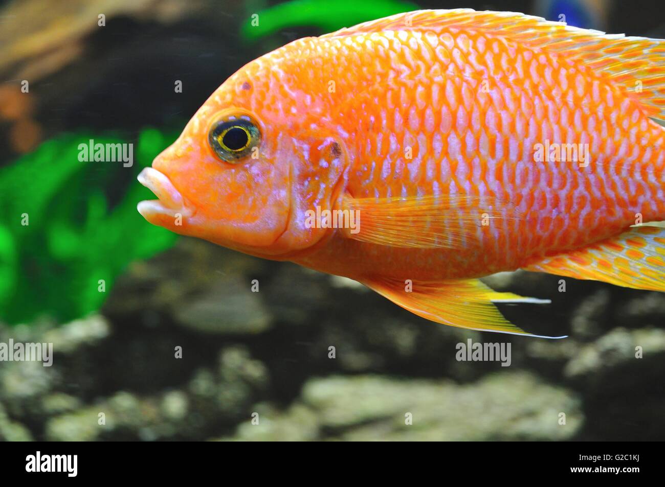 Orange fish hi-res stock photography and images - Alamy