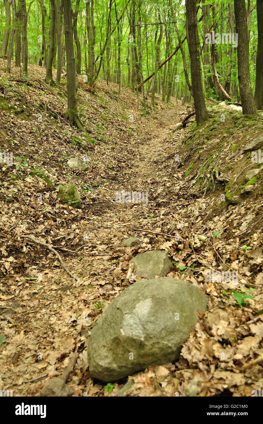 Big stone forest hi-res stock photography and images - Alamy