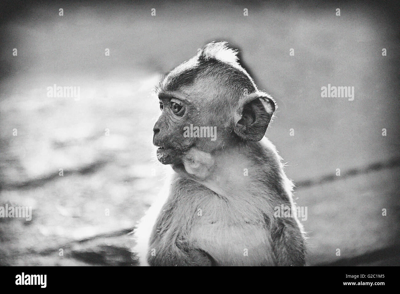 An Monkey emotion surprise full face Stock Photo - Alamy