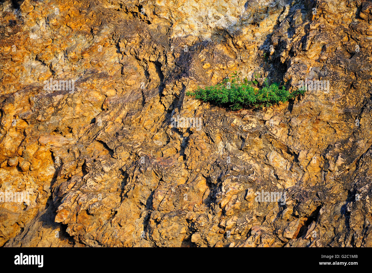 Small tree on rock stone power of nature Survive Stock Photo - Alamy
