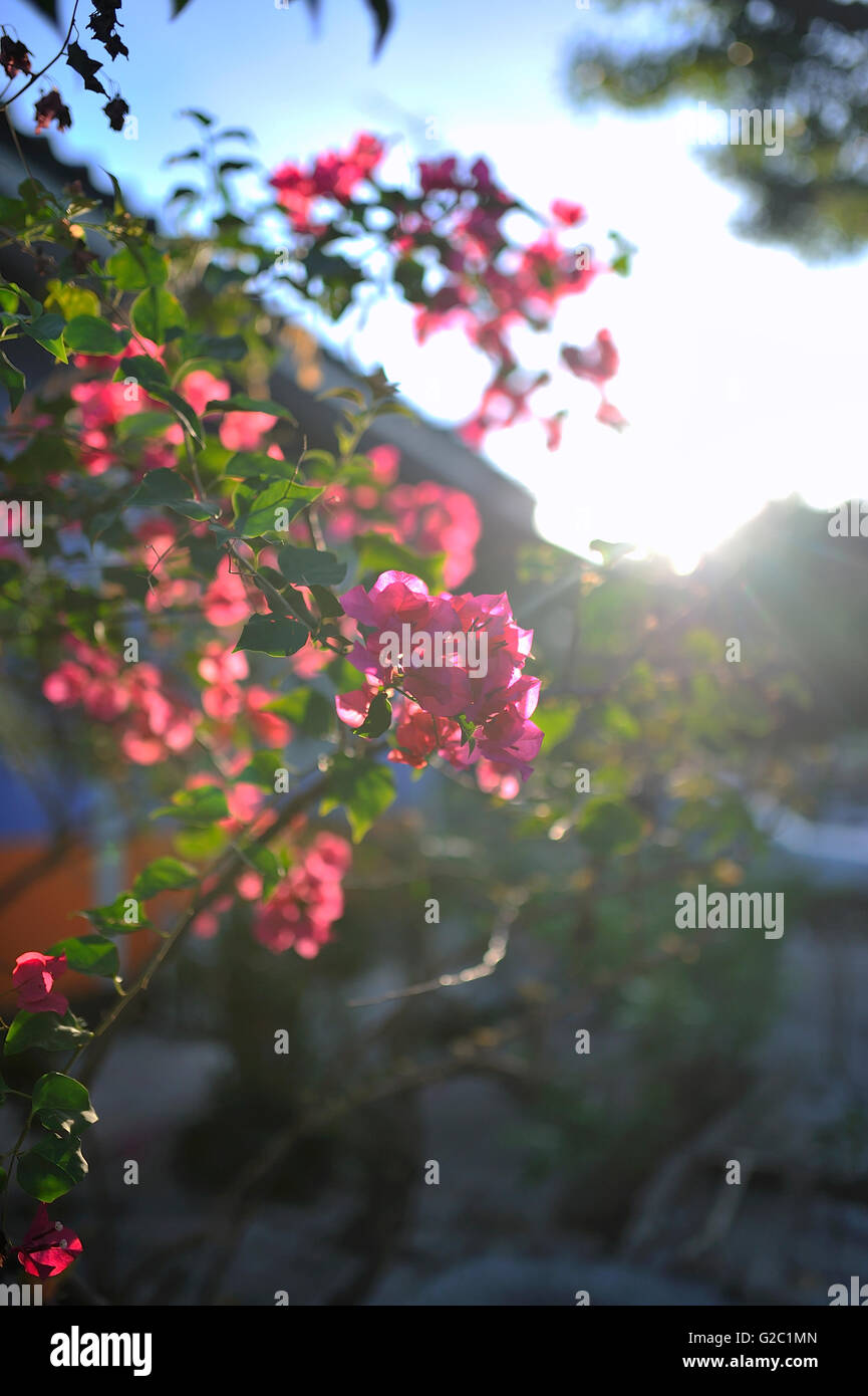 An Flower with sun beam Stock Photo - Alamy