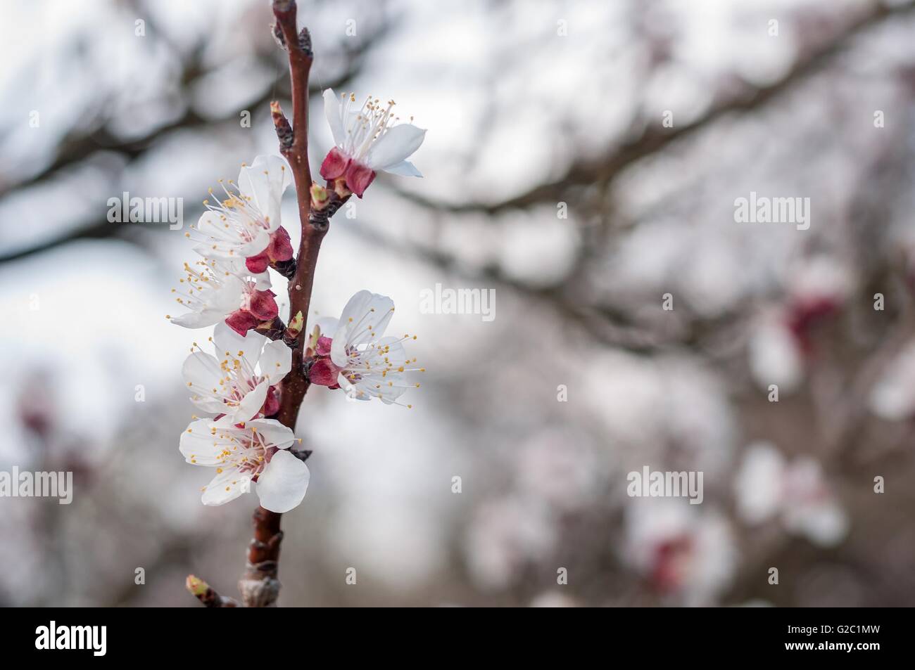 Branch of the apricot tree with white flowers in spring. Blurred ...