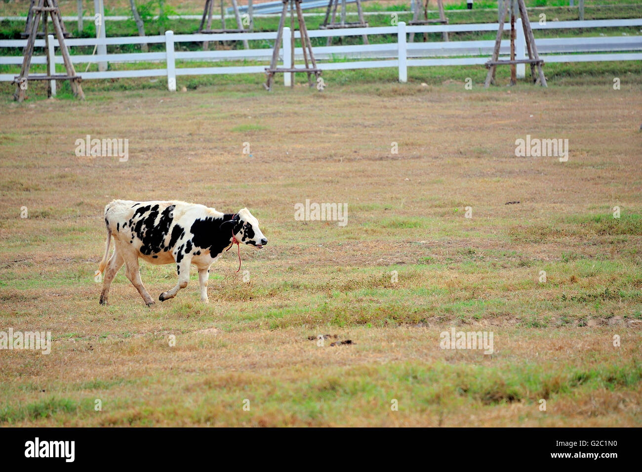 An Cow in farm with nature place Stock Photo - Alamy