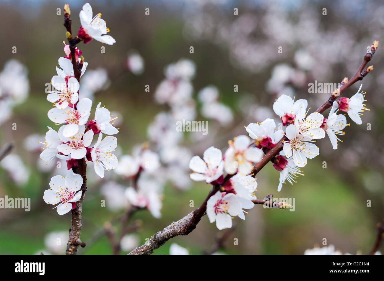 Branch of the apricot tree with white flowers in spring. Blurred ...