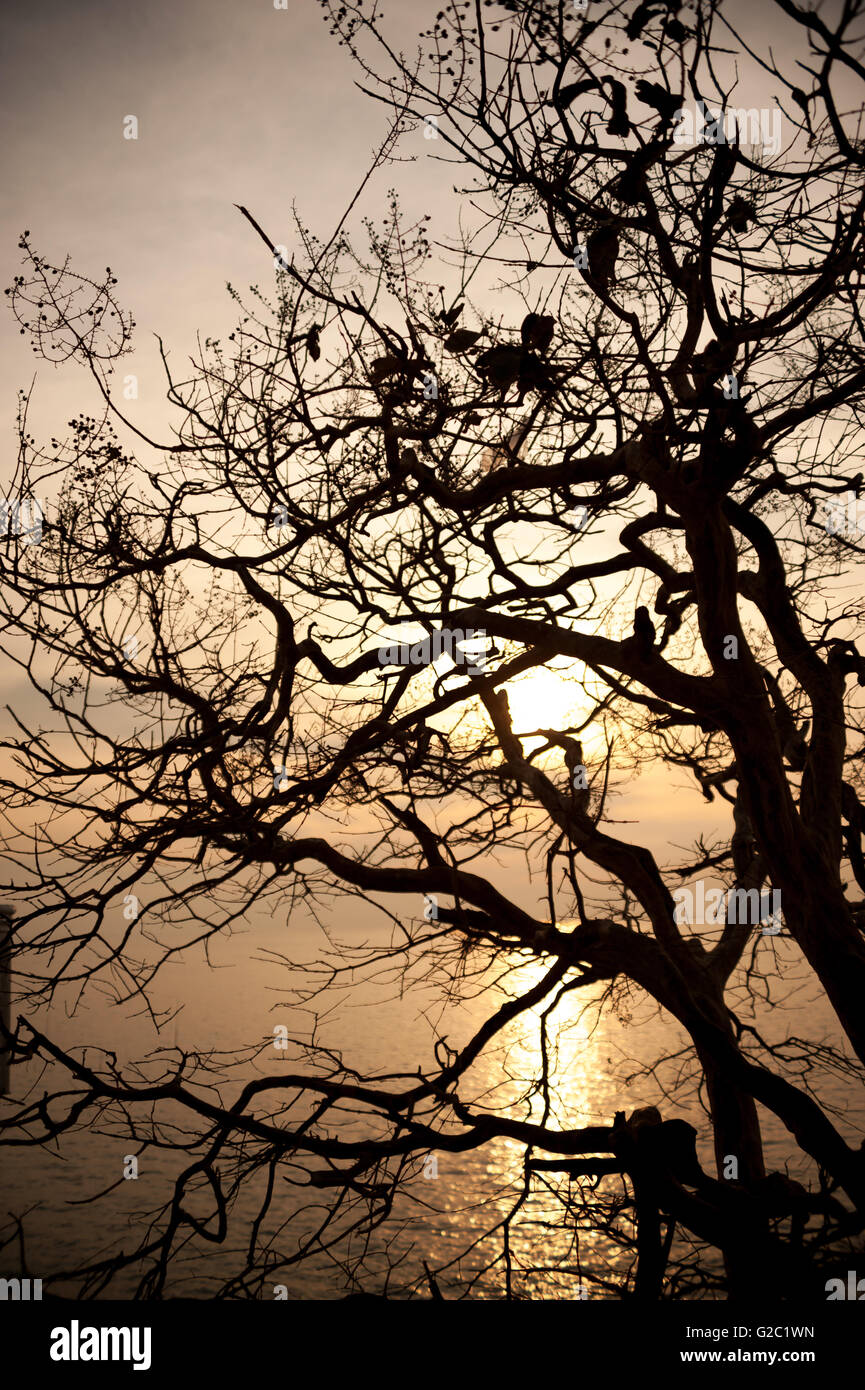 Dead tree in nature place Stock Photo - Alamy