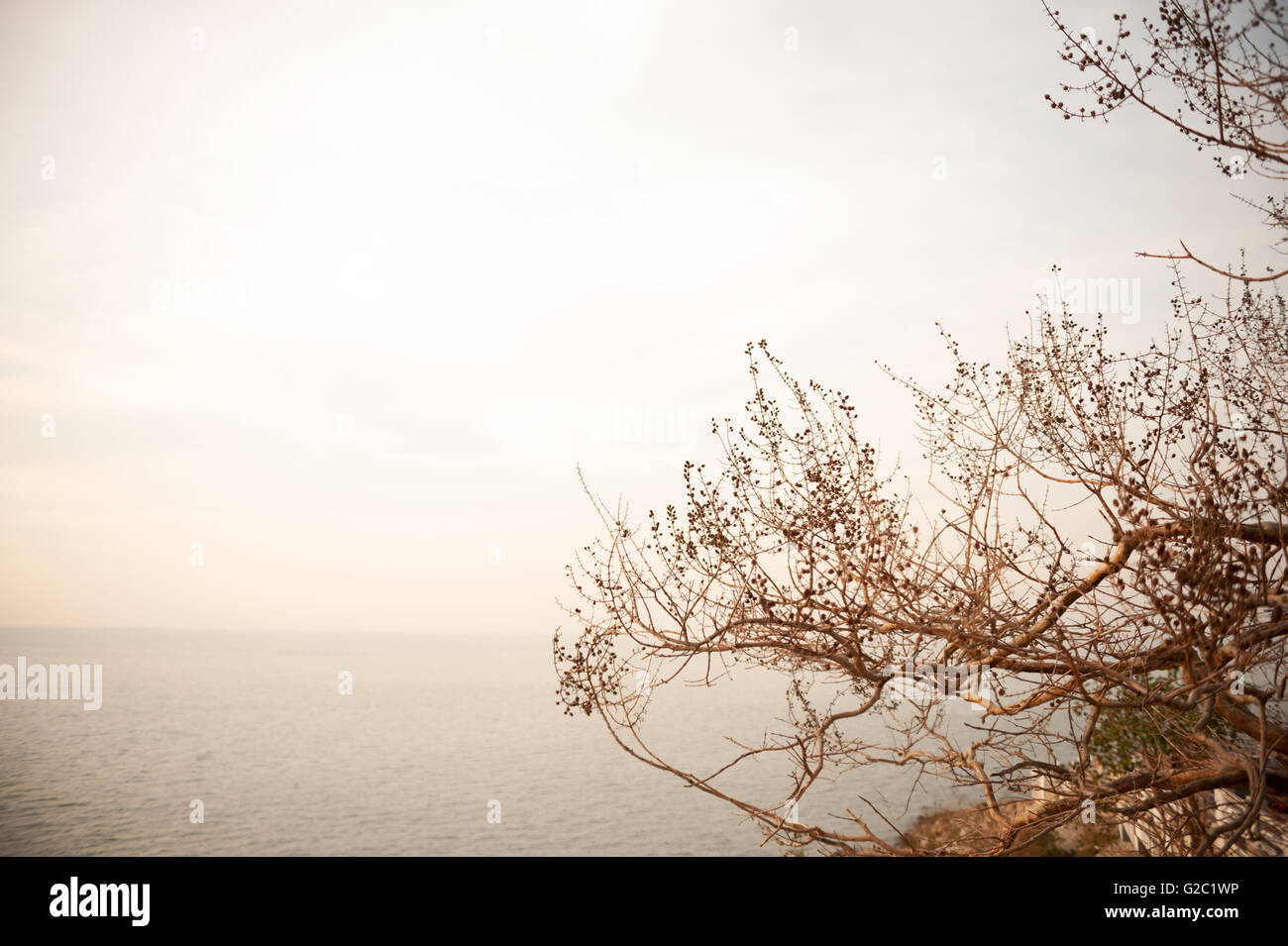 Dead tree in nature place Stock Photo - Alamy