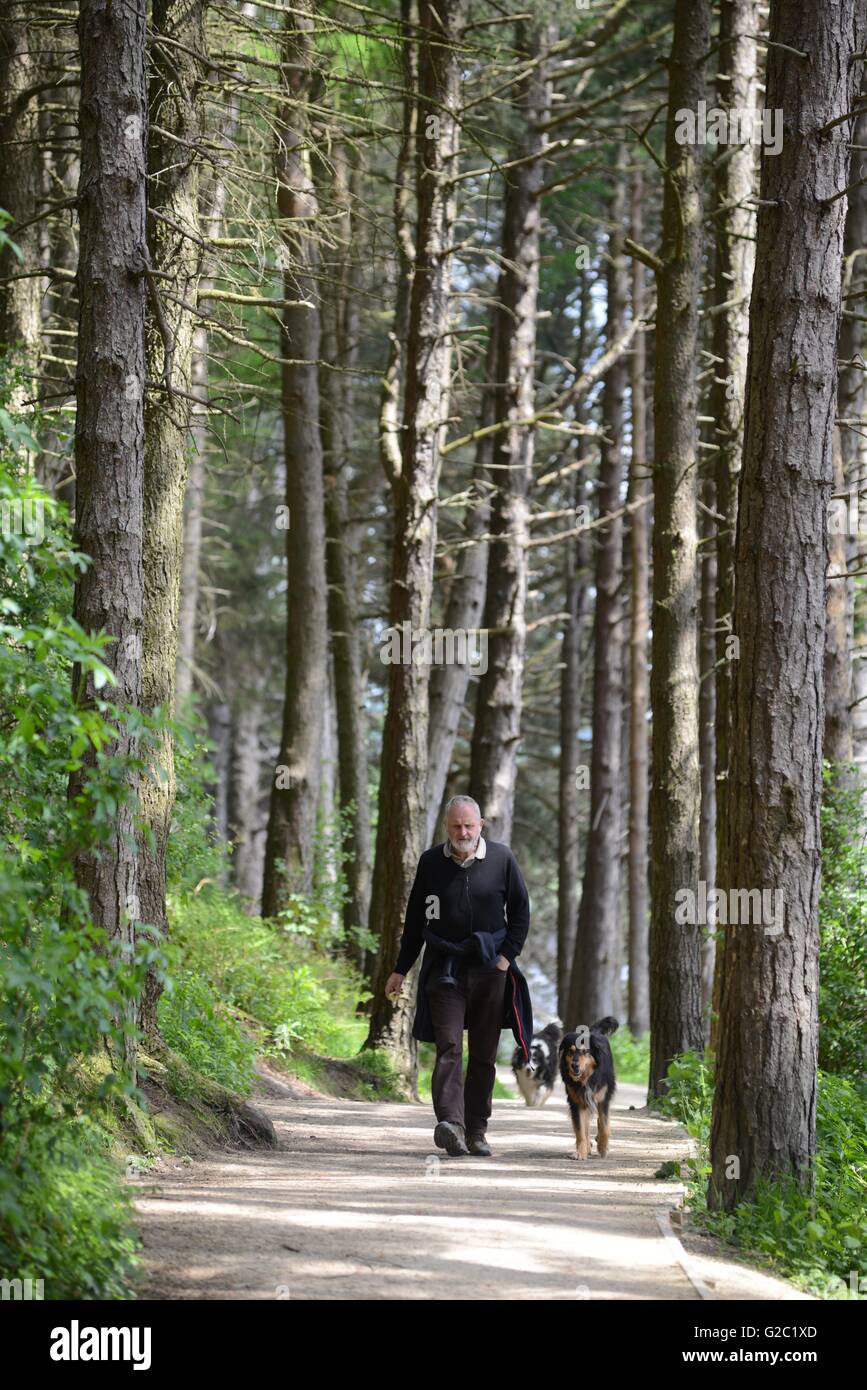A man walking his dogs at Langsett Reservoir, Peak District National ...