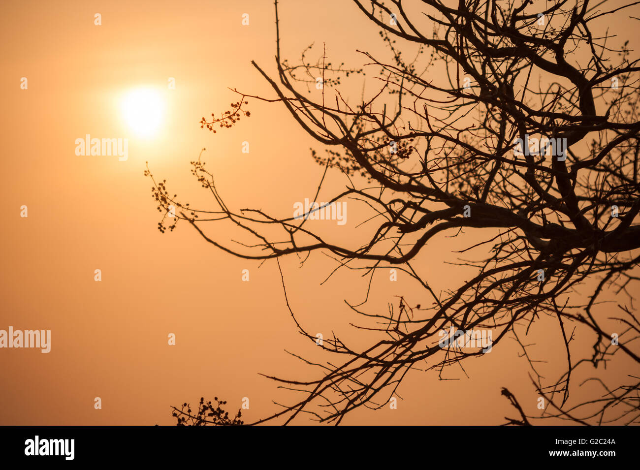 Dead tree in nature place Stock Photo - Alamy