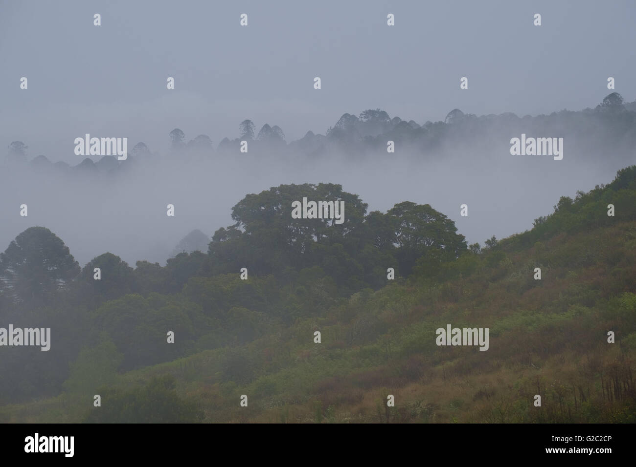 Bunya mountains hi-res stock photography and images - Alamy
