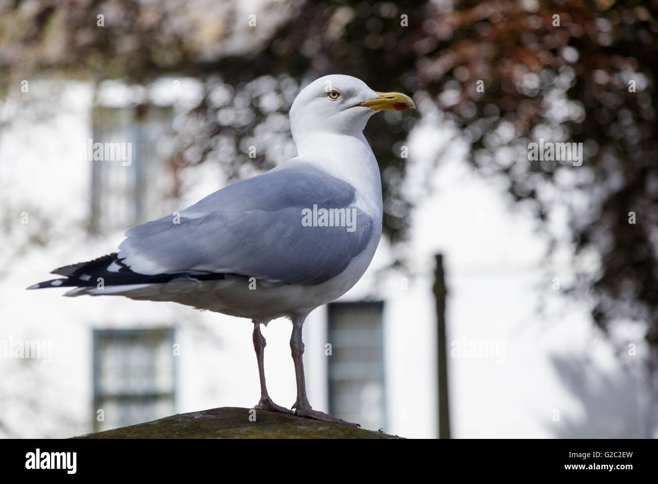 Close up of a seagull in profile standing on a wall Stock Photo - Alamy