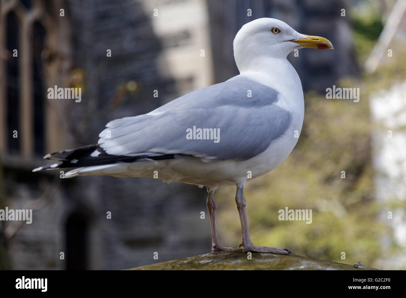 Close up of a seagull in profile standing on a wall Stock Photo - Alamy